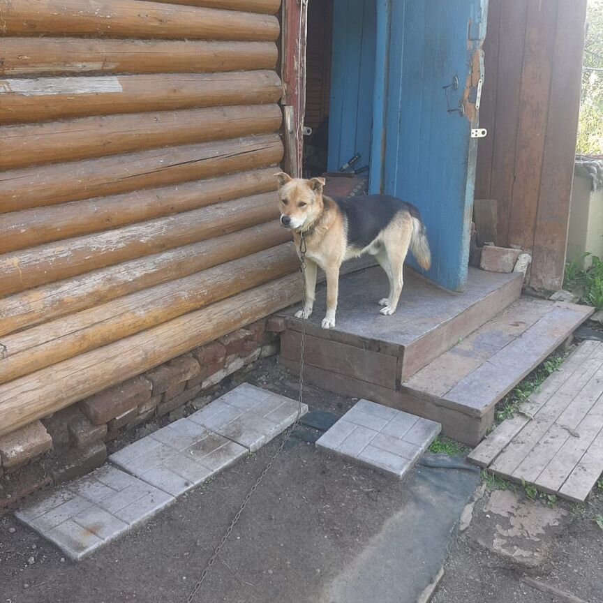 Охранная собака в надёжные руки