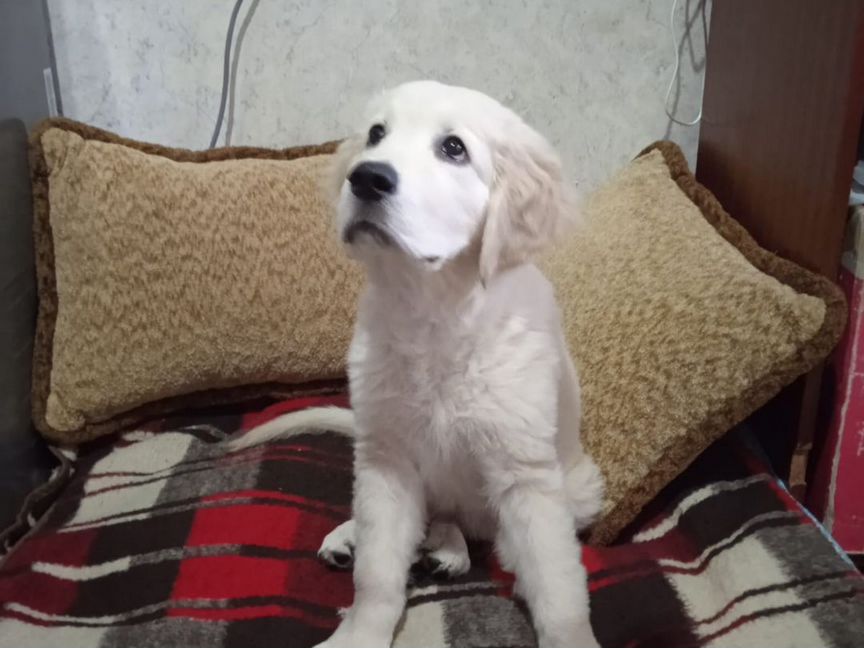 Золотистый ретривер мальчик