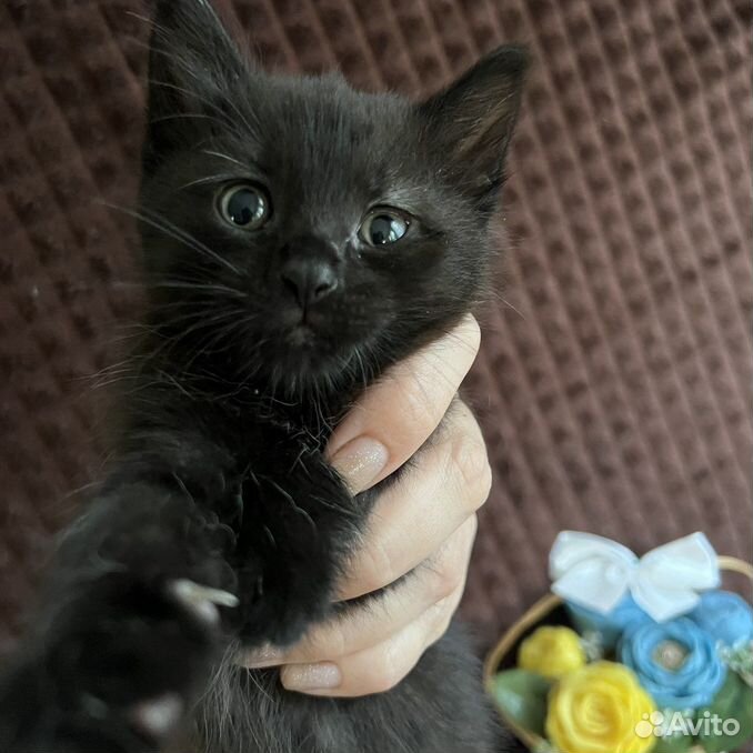 Котенок черный красавчик