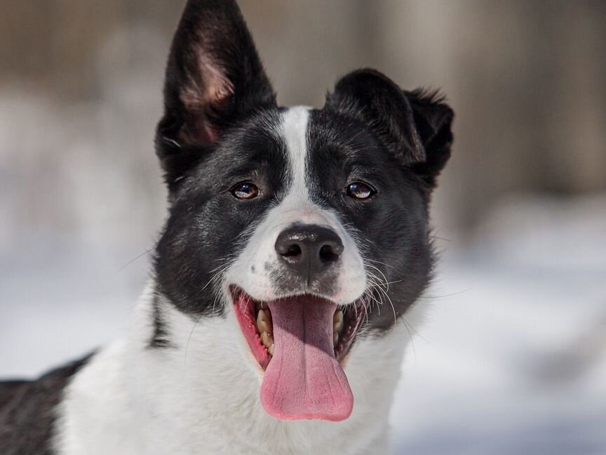 Лайка Мармеладка из приюта бесплатно