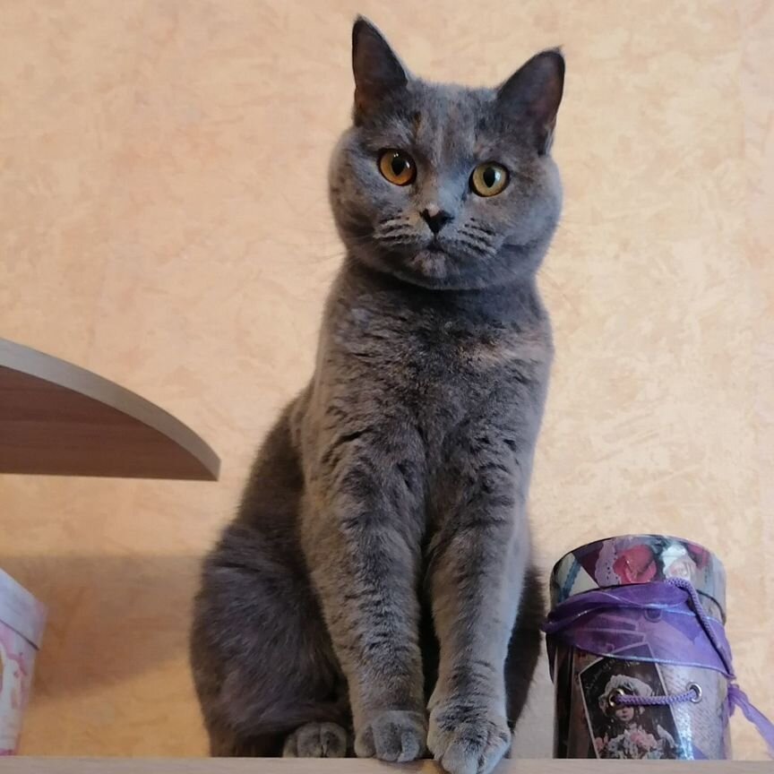Шотландская прямоухая длинношёрстная, взрослая кошка