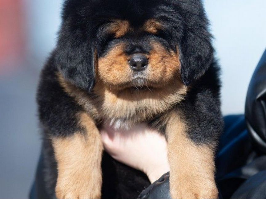 Тибетский мастиф щенки