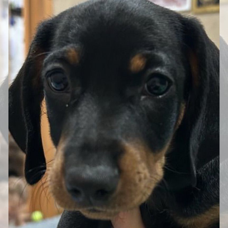 Такса, щенок