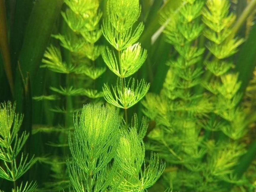Роголистник, водоросли для аквариума