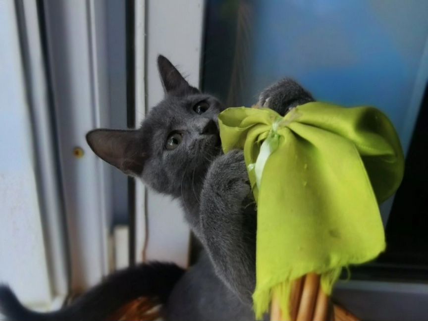 Котята на любой вкус из приюта