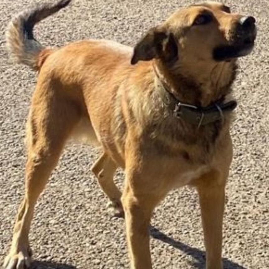 Девочка, 3 года, стерильная