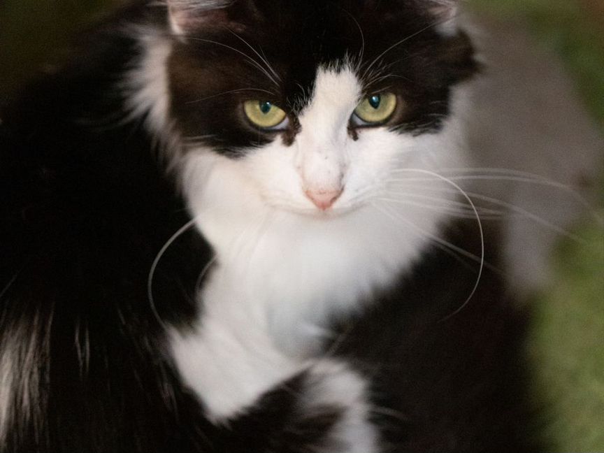 Пухнастая, нежная зефирка Шарлиз 2 года ищет дом