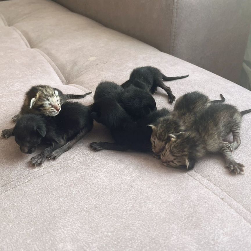 Ориентальные котята