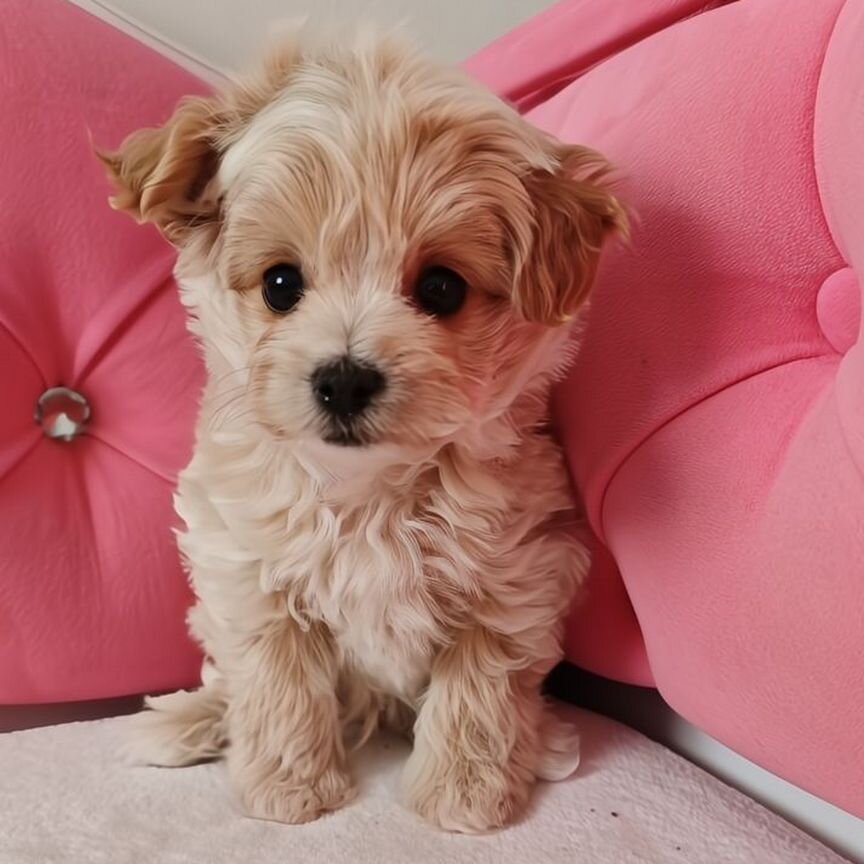 Мальтипу, щенок