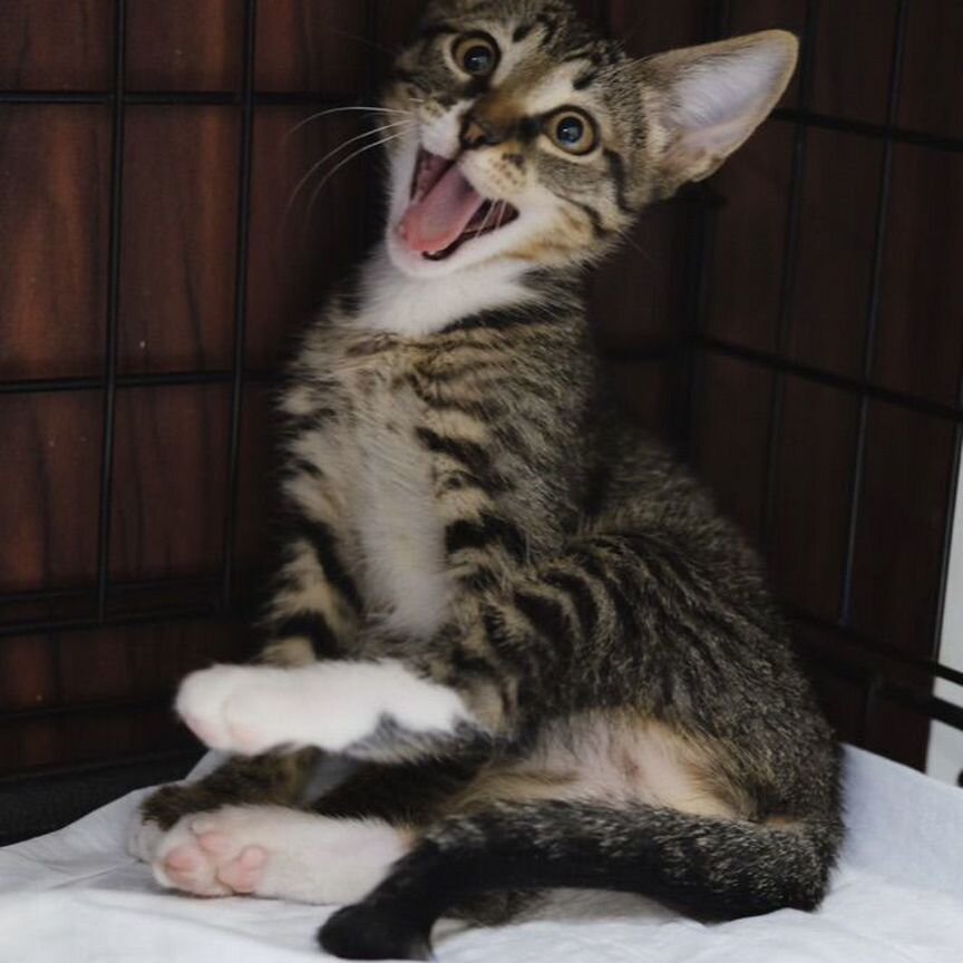 Котята