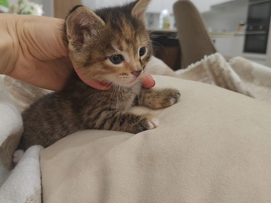 Котенок в добрые руки