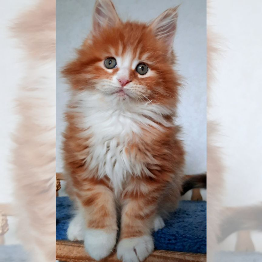 Котик мейн кун Олаф
