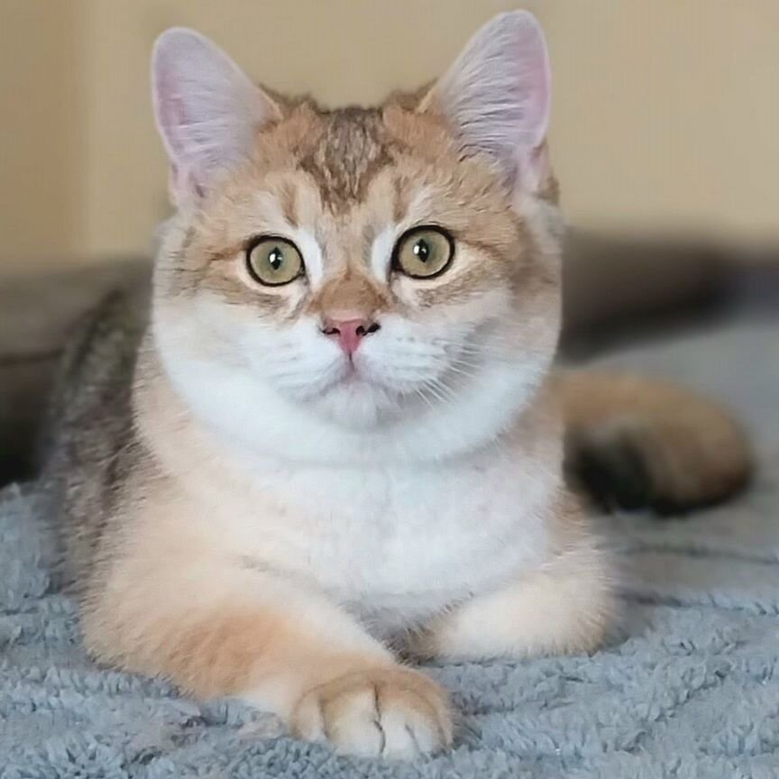 Шотландский прямоухий короткошёрстный котёнок