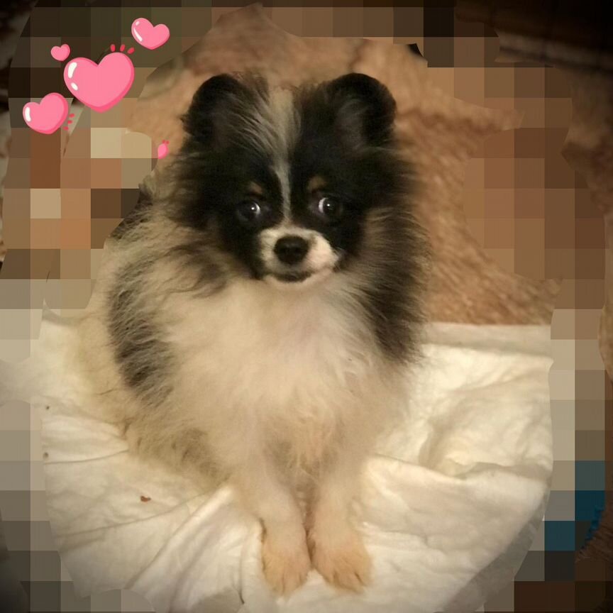 Померанский шпиц мини щенок девочка