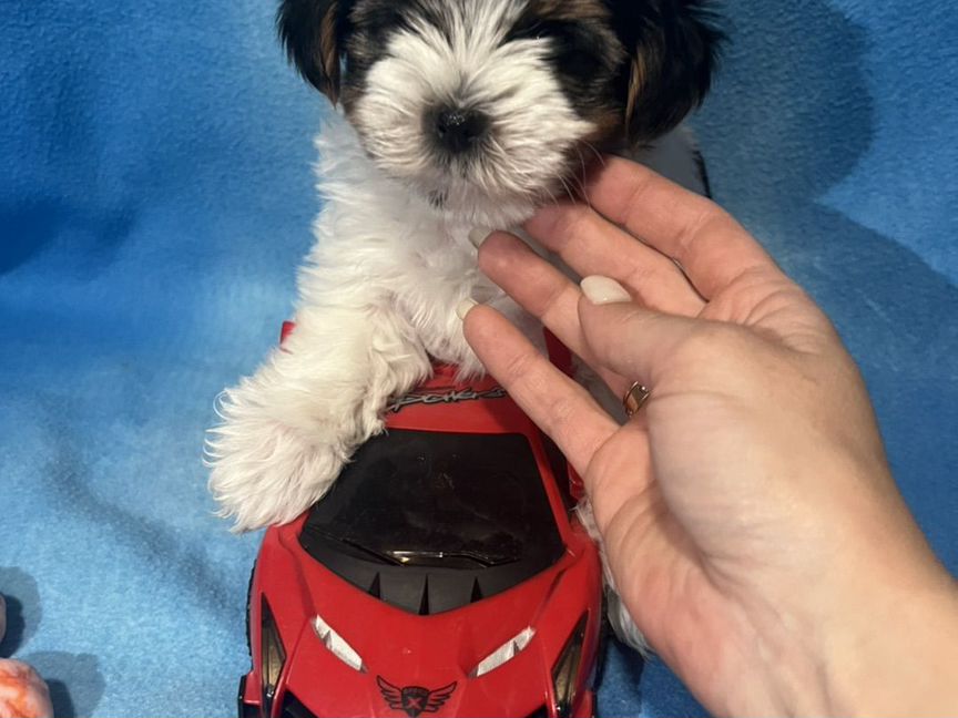 Мальчьк бивер