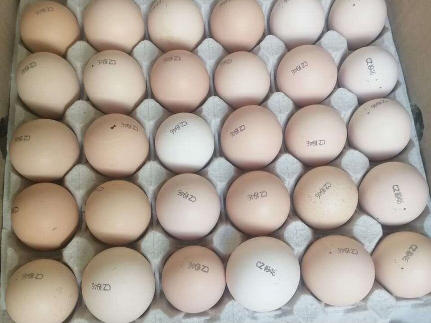 Инкубационное яйцо