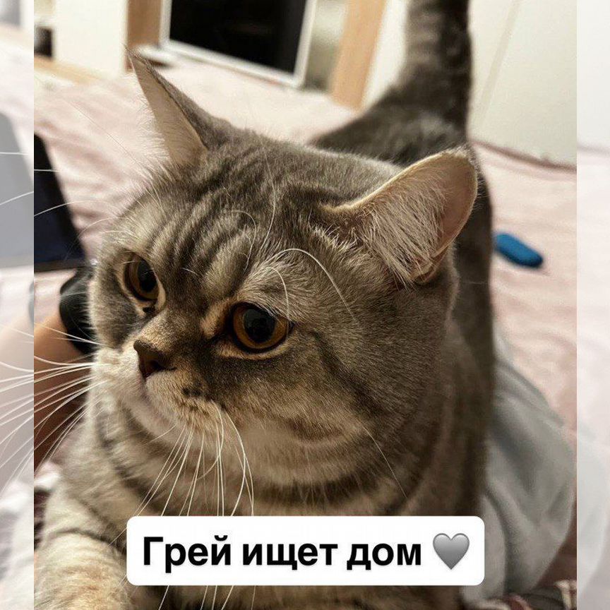 Британский короткошёрстный, взрослый кот