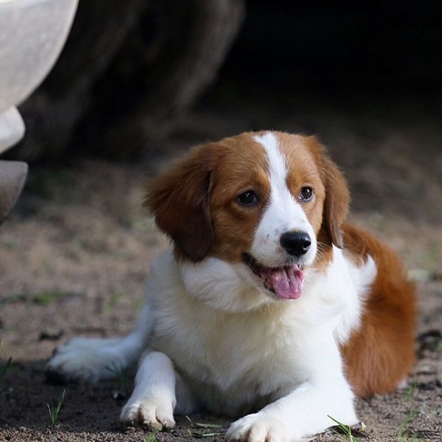 Коикерхондье, щенок