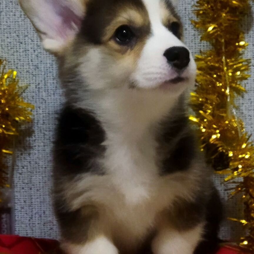 Вельш Корги Пемброк, щенок