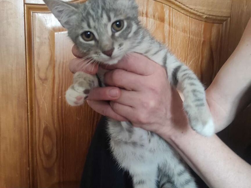 Котëнок