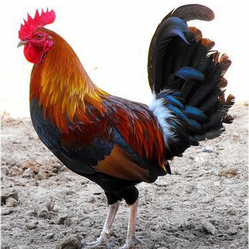 Продажа молодых петухов