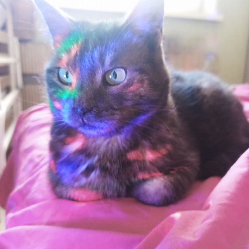 Ласковая Кошка Максимка