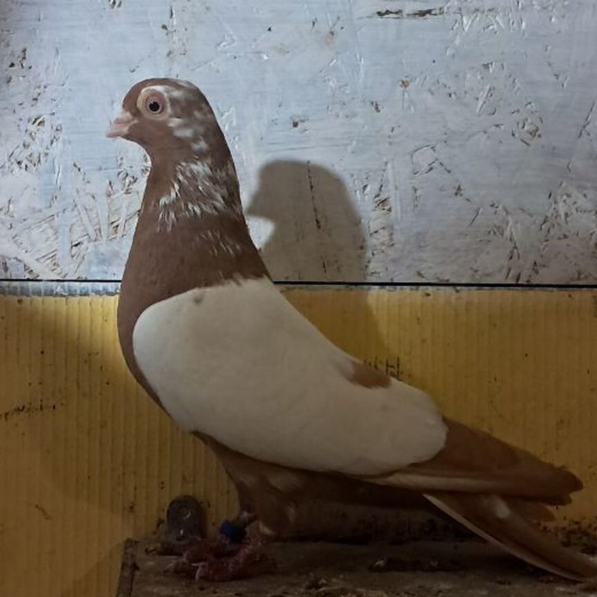 Голубь. Венгерская зеркалка