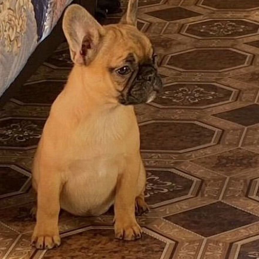 Французский бульдог, щенок