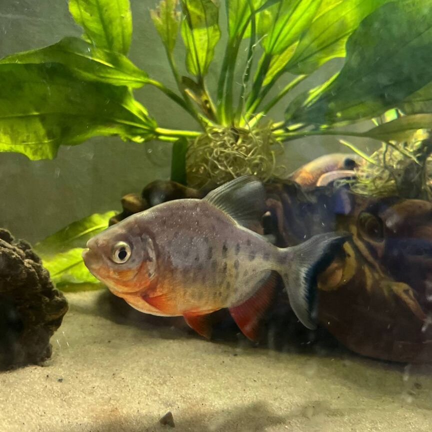 Живая рыба Пиранья красный паку