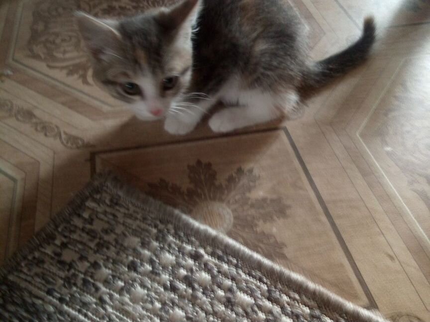 Трехцветная кошечка 3 мес