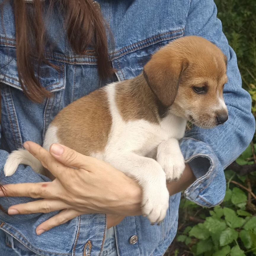 Щенок в добрые руки