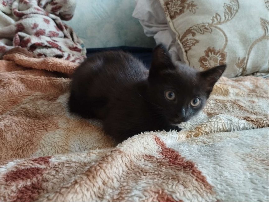 Отдам в добрые руки котят девочек