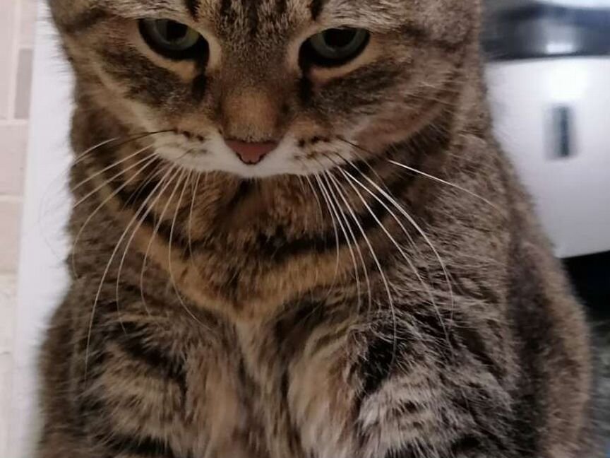 Кот Симба