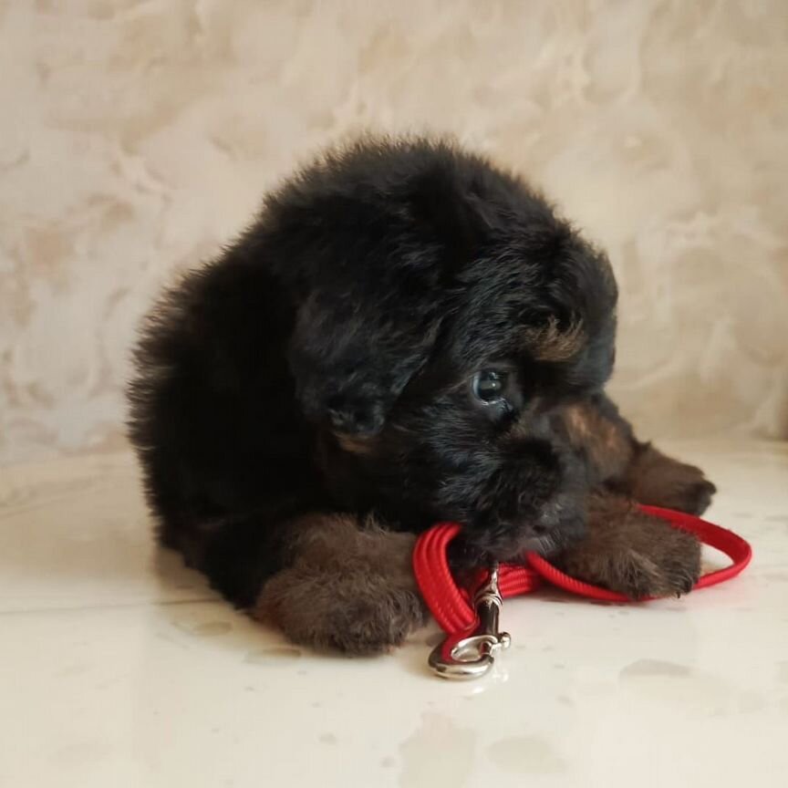 Щенки мальтипу f1 мини, девочка