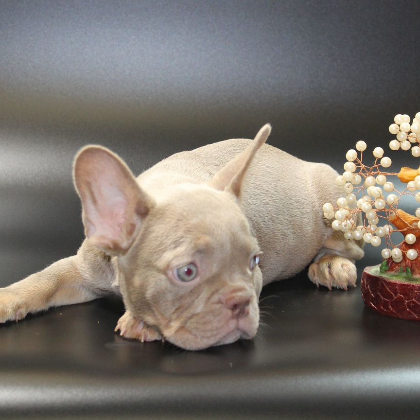 Французский бульдог девочка