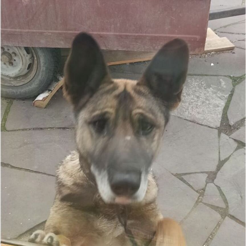 Взрослая собака в добрые руки