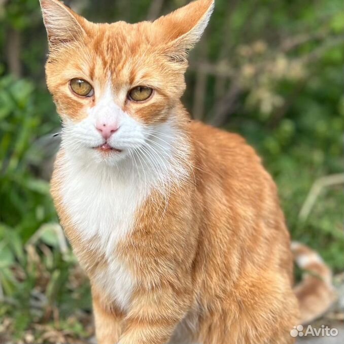 Домашний кот погибает на улице. Очень нужен дом