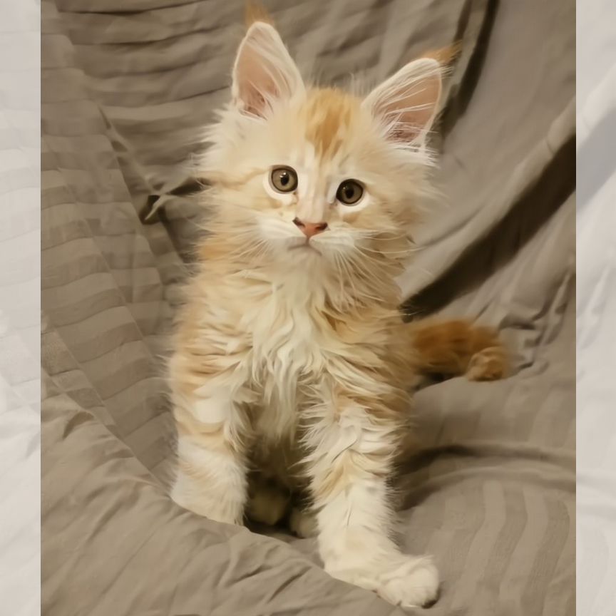 Мейн-кун котёнок