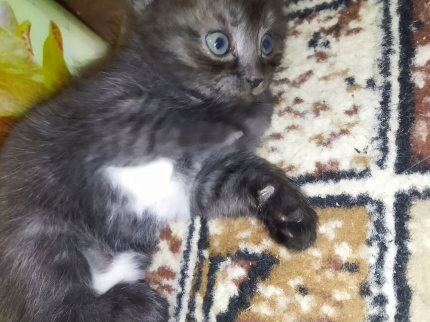 Котята в добрые руки бесплатно приученные к лотку