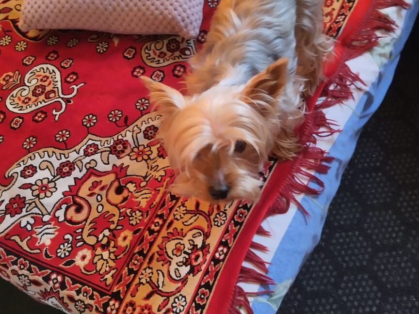 Собака в добрые руки