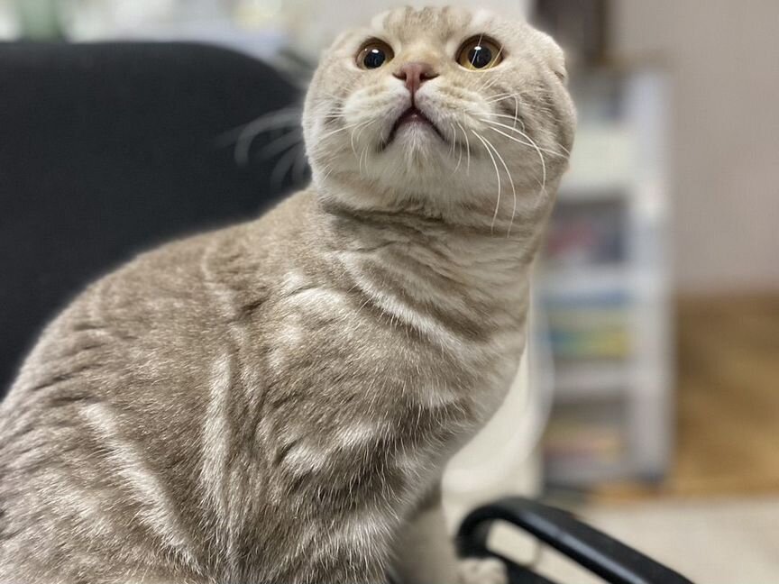 Шотландская вислоухая