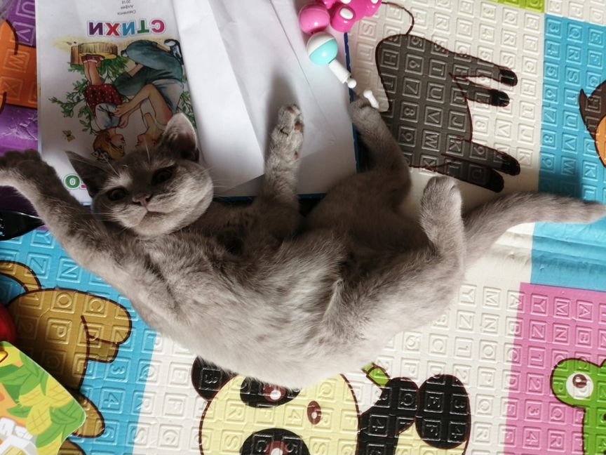 Британка, лилового оттенка, Зовут Пуша