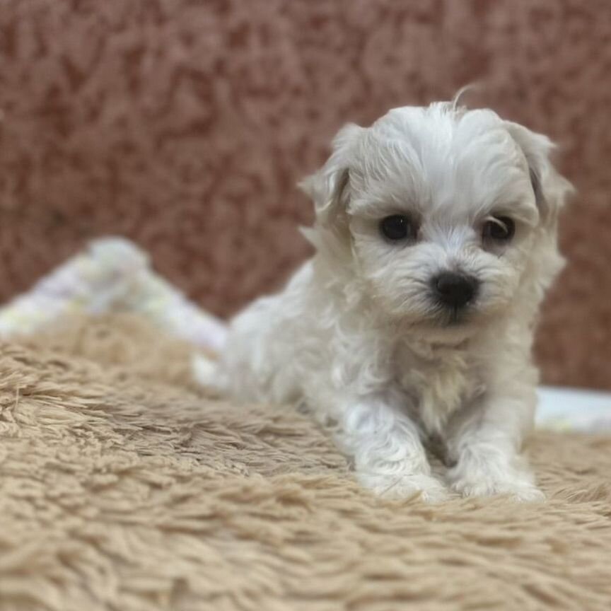 Мальтийская болонка