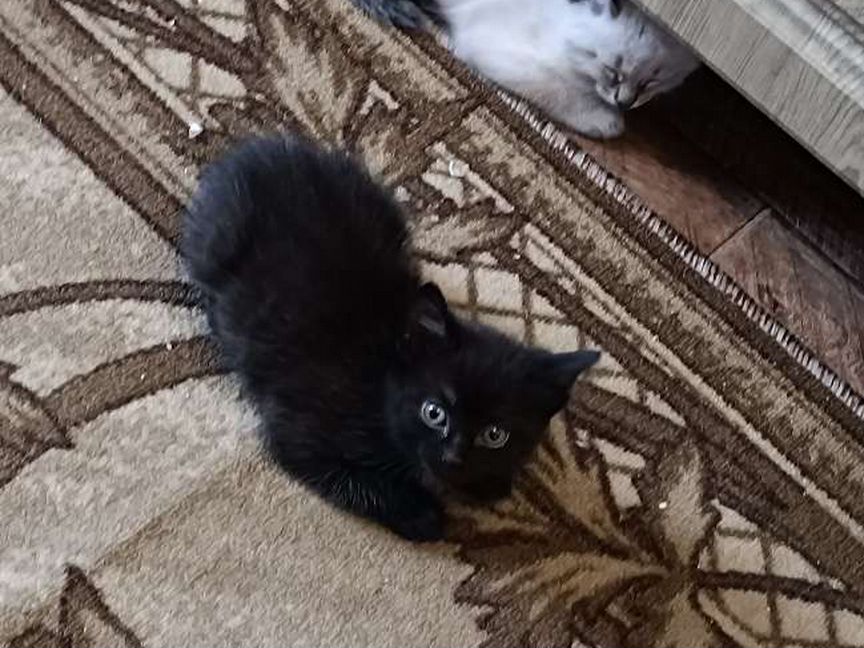 Котенок-чертенок в добрые руки