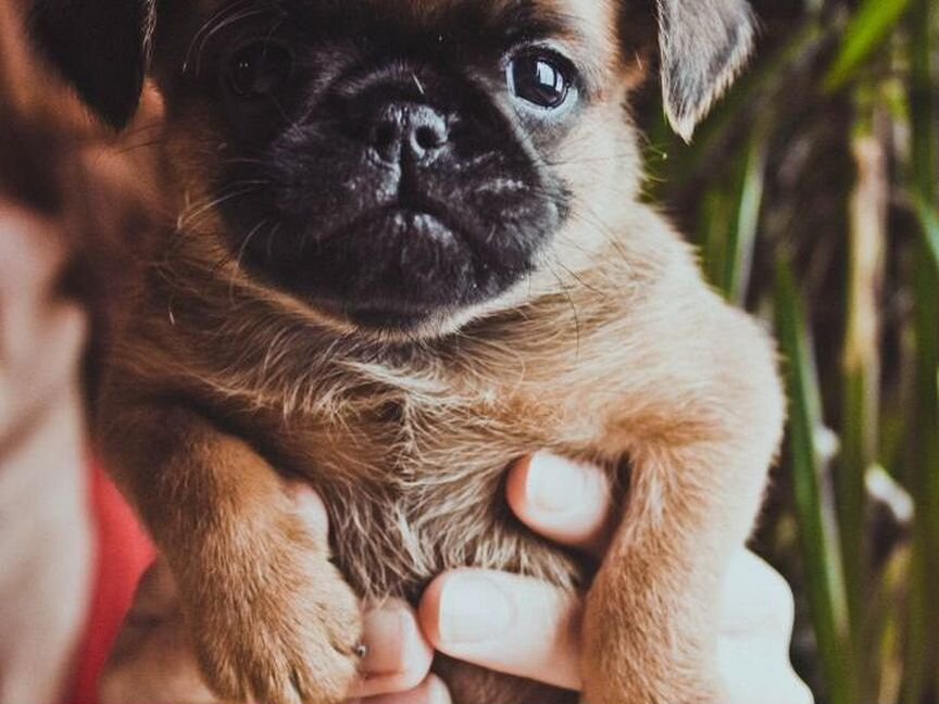 Брабансончики