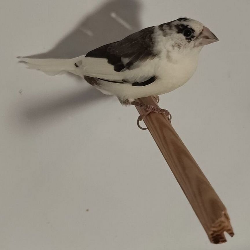 Японские амадины