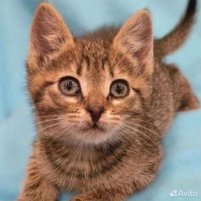 Котенок в полосатой тельняшке