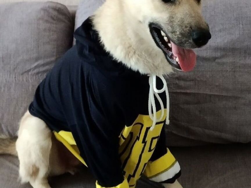 Фёдор ищет дом)