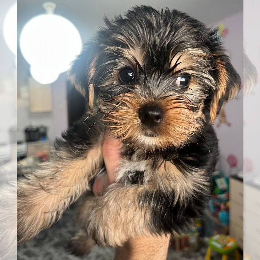 Йоркширский терьер