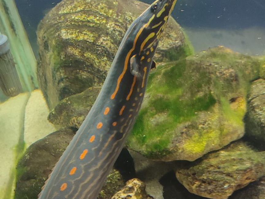 Мастоцембел краснополосый